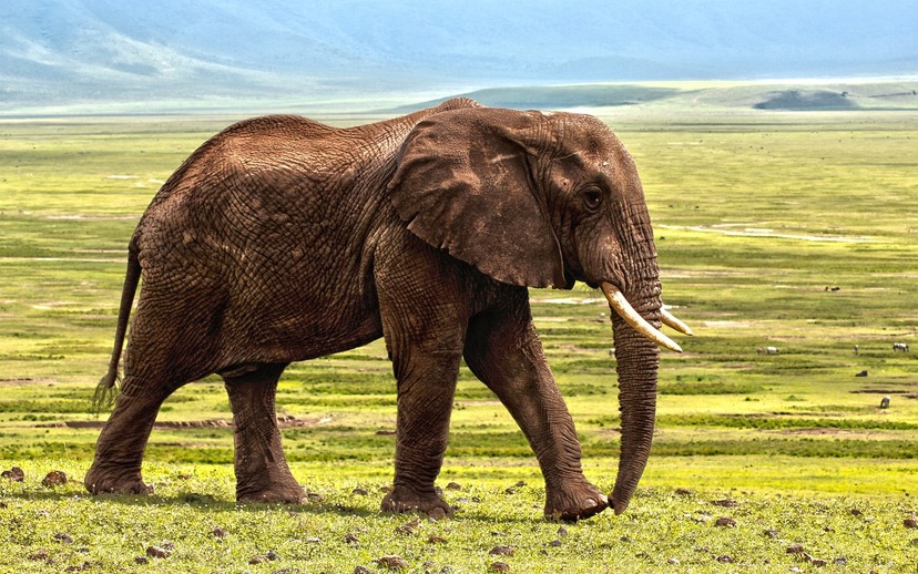 Blind People Touch an Elephant | Du Chinese
