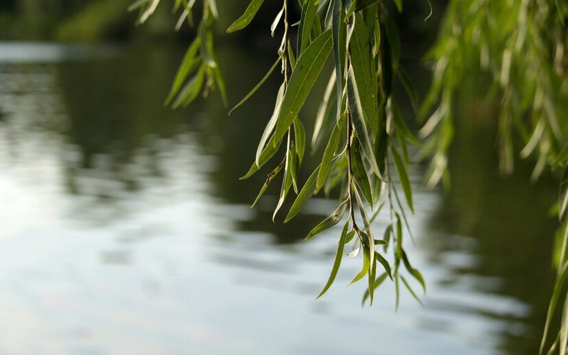 “Willow” Culture | Du Chinese