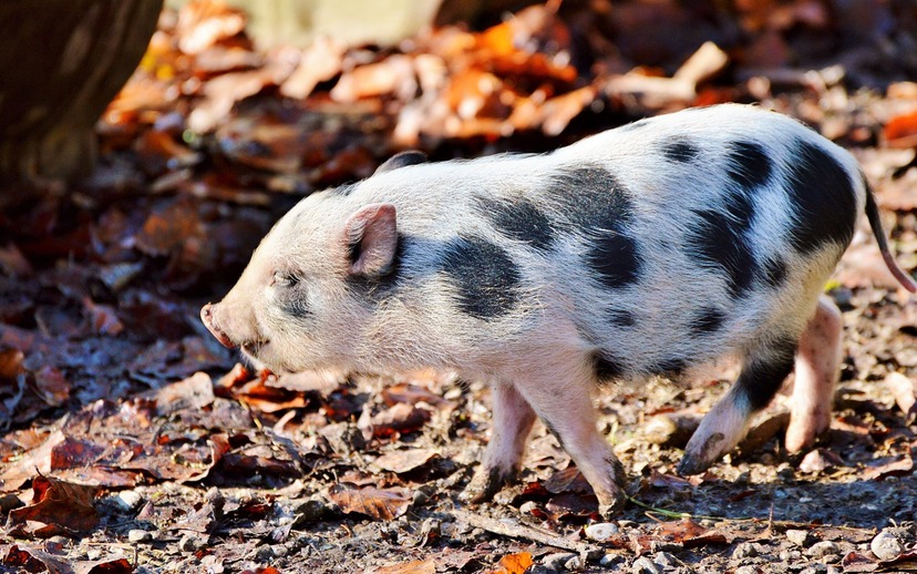 One Dragon One Pig | Du Chinese